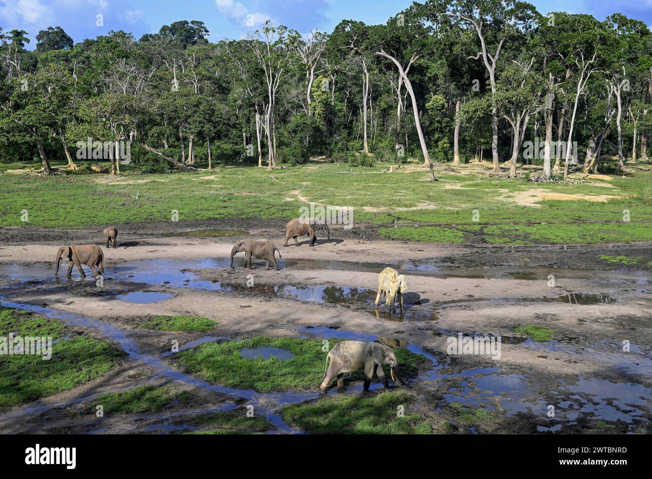 African forest elephants (Loxodonta cyclotis) in the Dzanga Bai forest ...