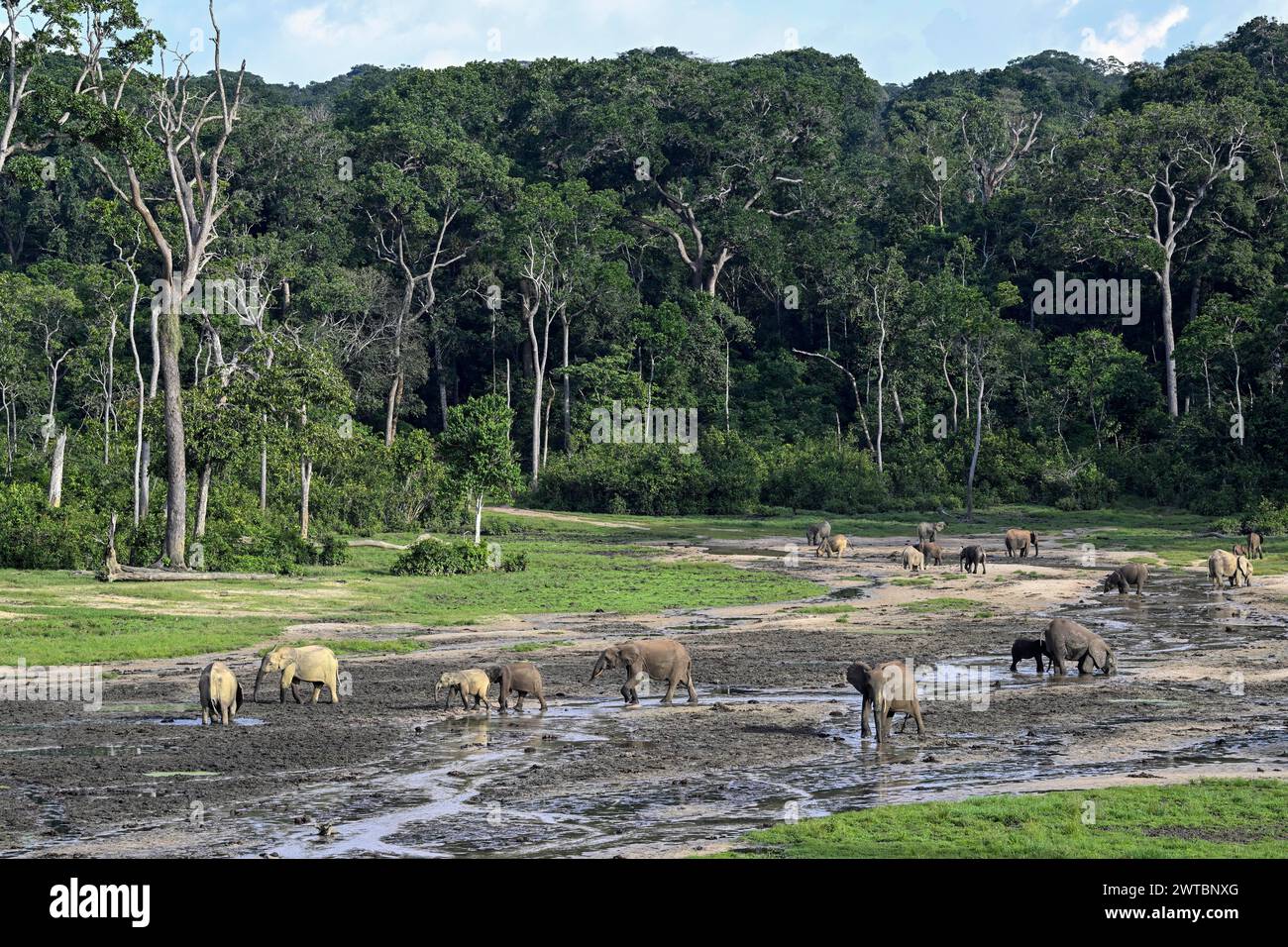 African forest elephants (Loxodonta cyclotis) in the Dzanga Bai forest ...