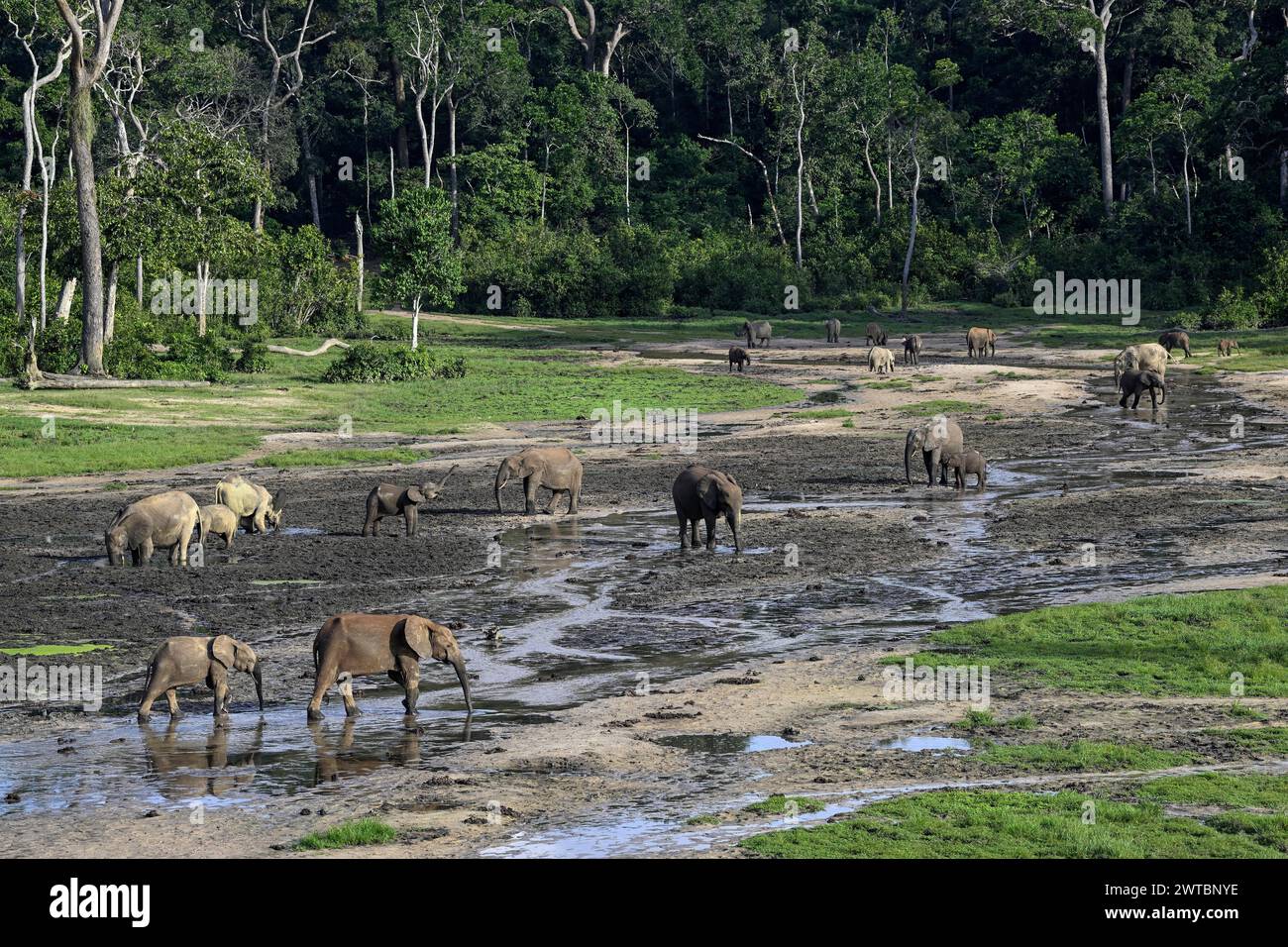 African forest elephants (Loxodonta cyclotis) in the Dzanga Bai forest ...