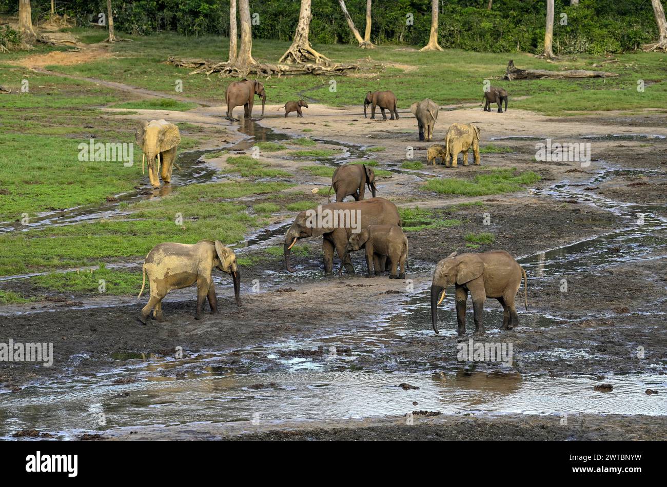 African forest elephants (Loxodonta cyclotis) in the Dzanga Bai forest ...