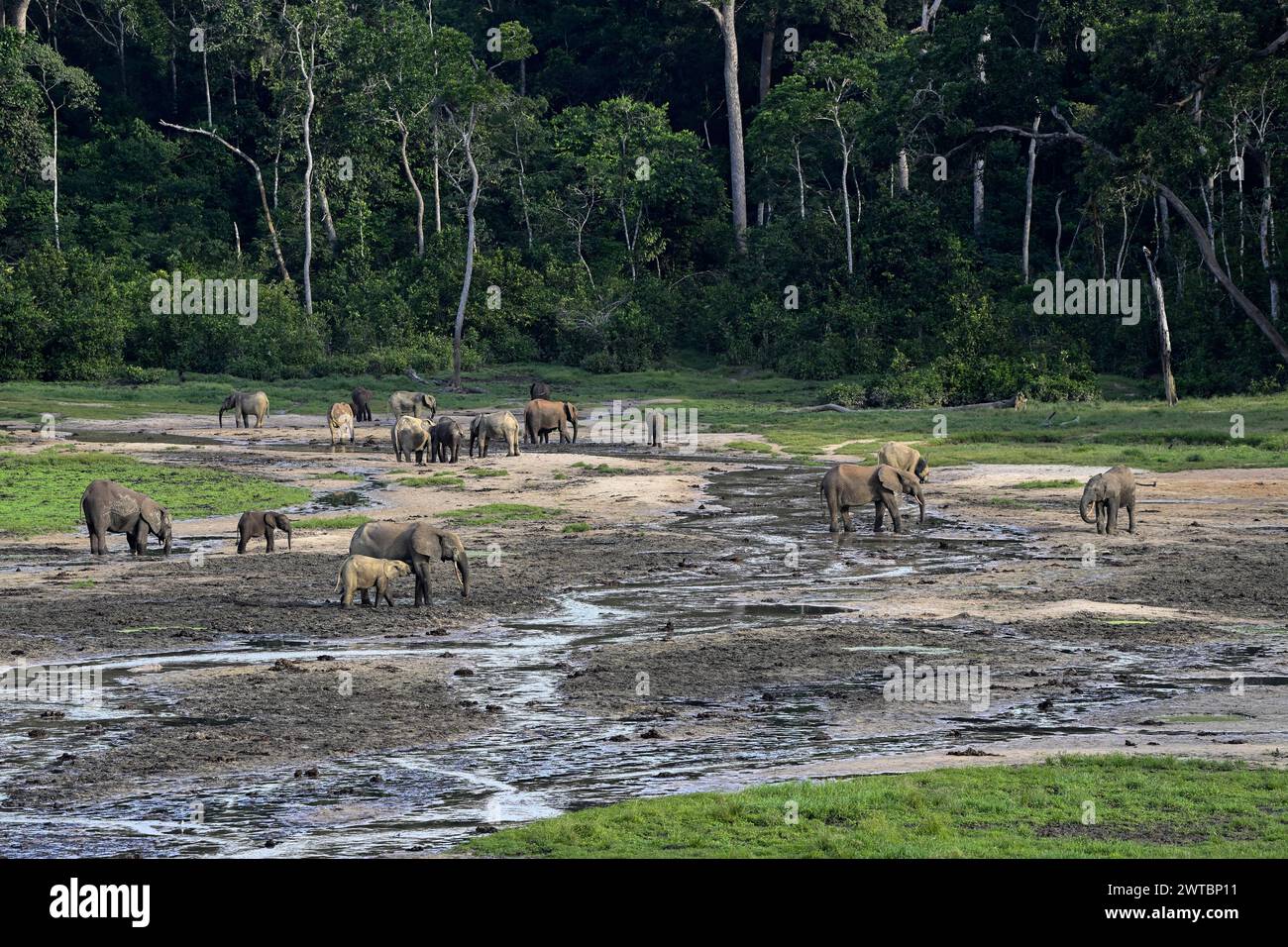 African forest elephants (Loxodonta cyclotis) in the Dzanga Bai forest ...