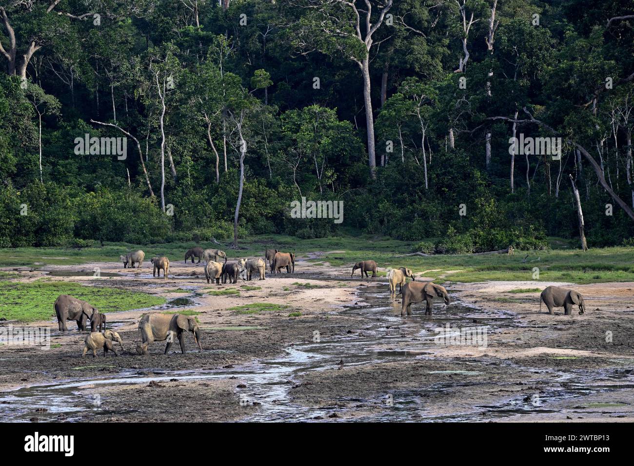 African forest elephants (Loxodonta cyclotis) in the Dzanga Bai forest ...