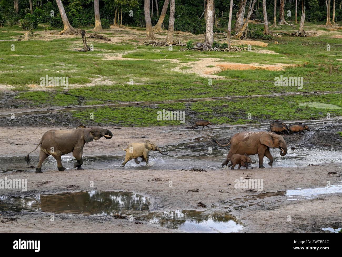 African forest elephants (Loxodonta cyclotis) in the Dzanga Bai forest ...