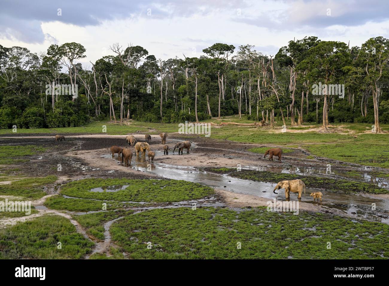 African forest elephants (Loxodonta cyclotis) in the Dzanga Bai forest ...