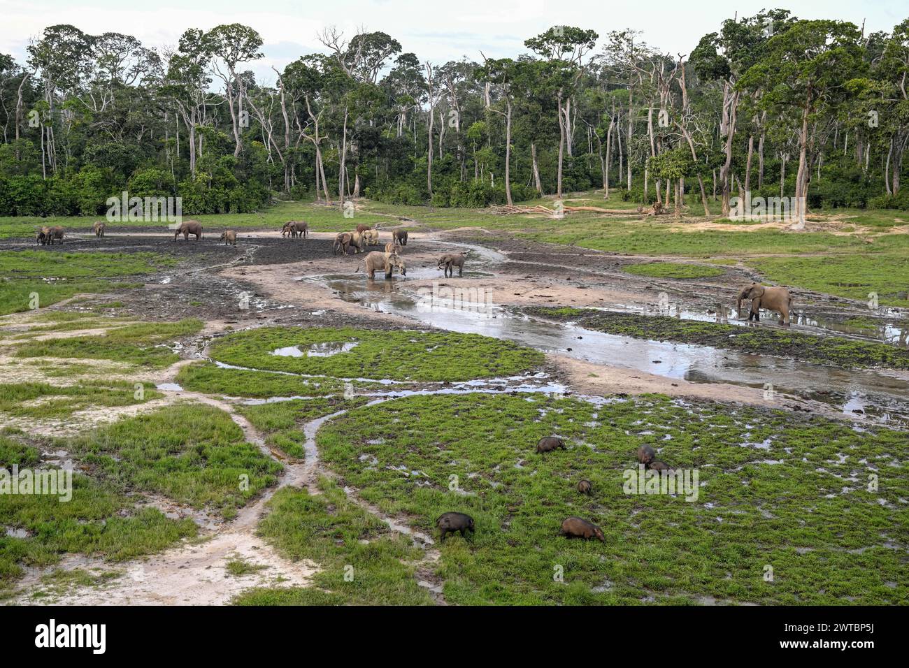 Giant forest hog (Hylochoerus meinertzhageni) and african forest ...