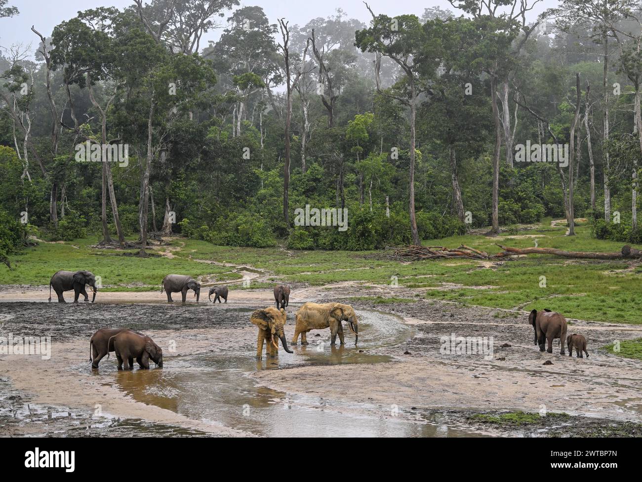 African forest elephants (Loxodonta cyclotis) in the Dzanga Bai forest ...