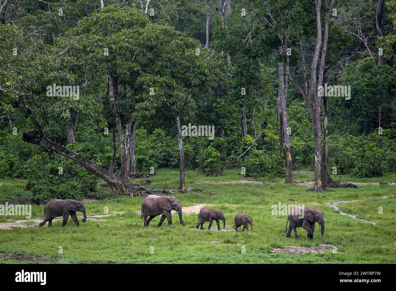 African forest elephants (Loxodonta cyclotis) in the Dzanga Bai forest ...