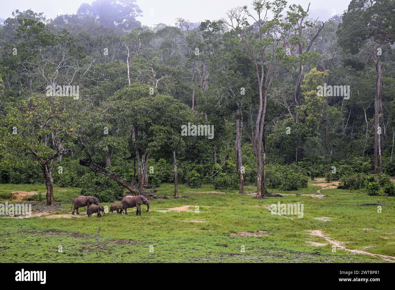African forest elephants (Loxodonta cyclotis) in the Dzanga Bai forest ...