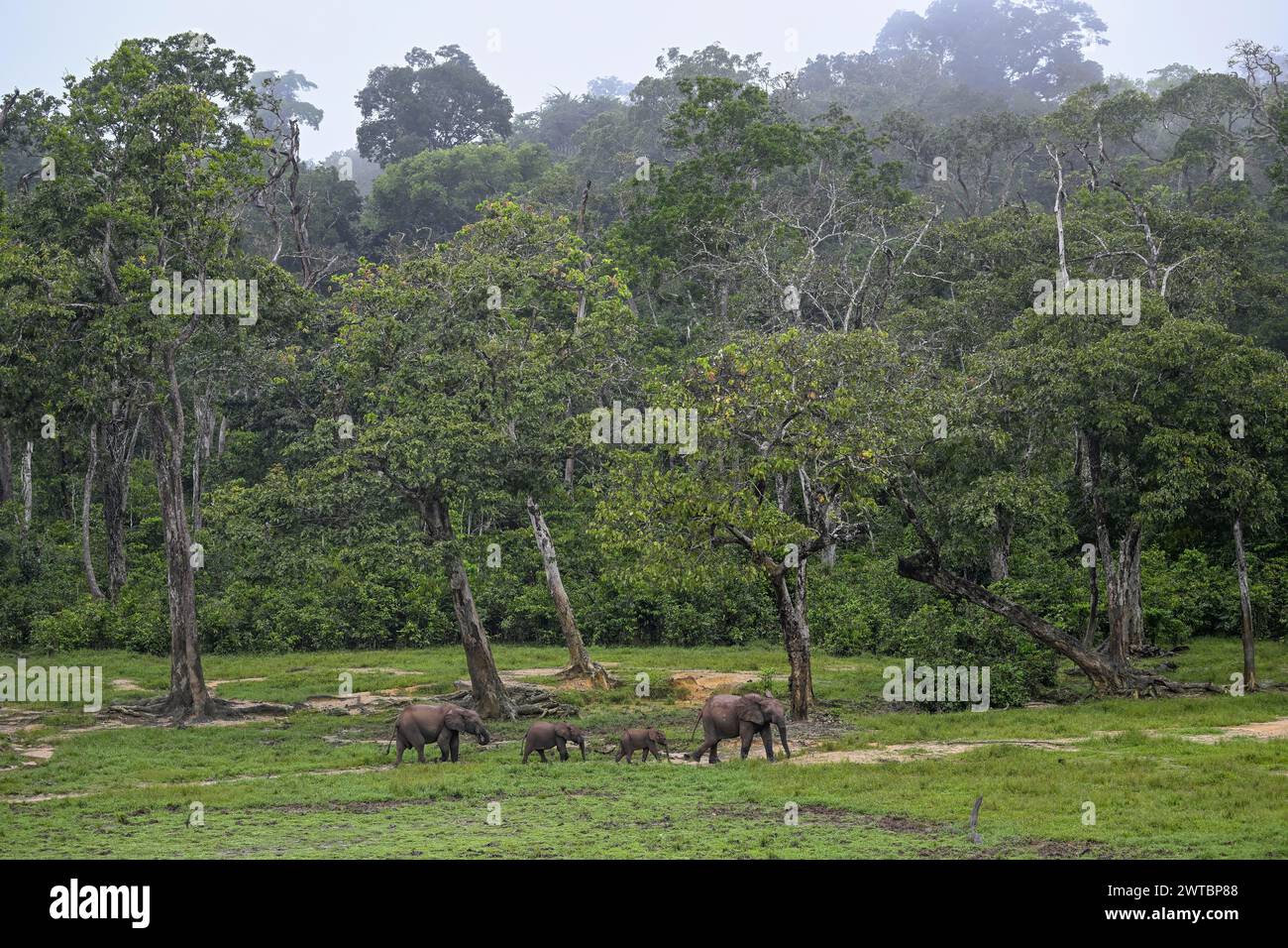 African forest elephants (Loxodonta cyclotis) in the Dzanga Bai forest ...
