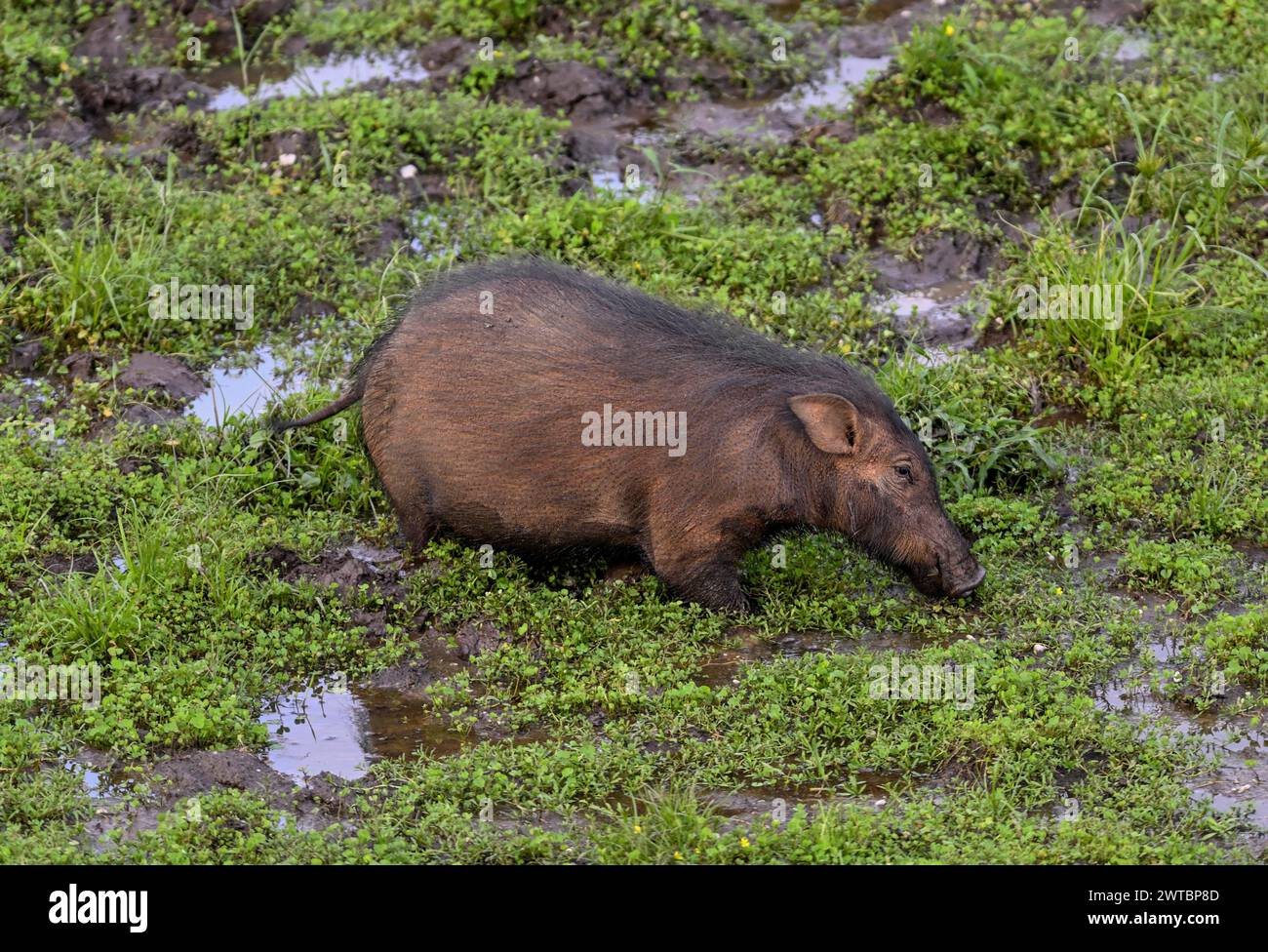 Giant forest hog (Hylochoerus meinertzhageni) in the Dzanga Bai forest ...