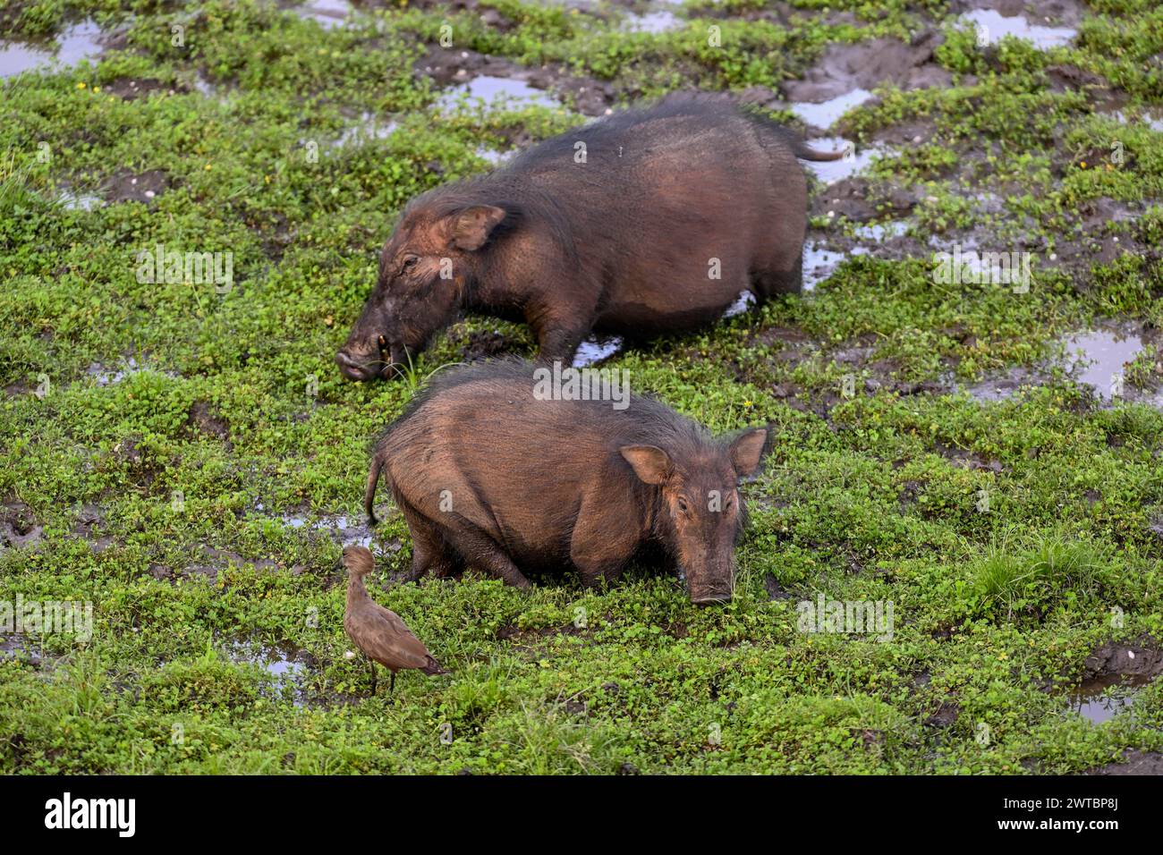 Giant forest hog (Hylochoerus meinertzhageni) in the Dzanga Bai forest ...