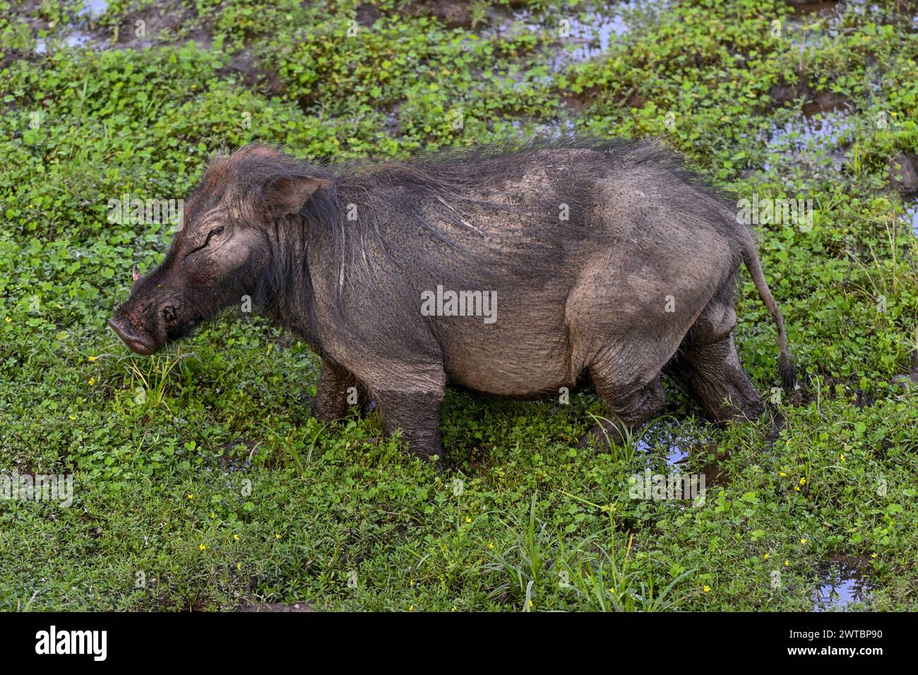 Giant forest hog (Hylochoerus meinertzhageni) in the Dzanga Bai forest ...