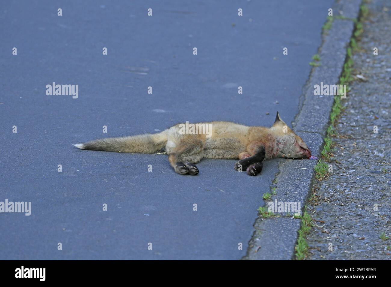 Dead red fox vulpes vulpes lying on the roadside hi-res stock ...