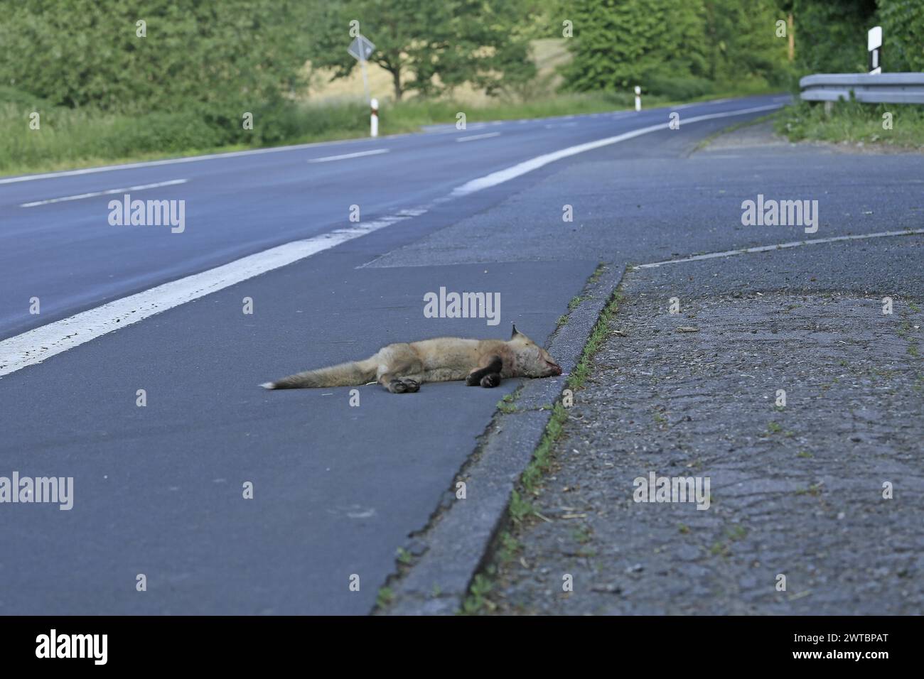 Red fox (Vulpes vulpes), A dead fox lying on the tarmac by the roadside ...