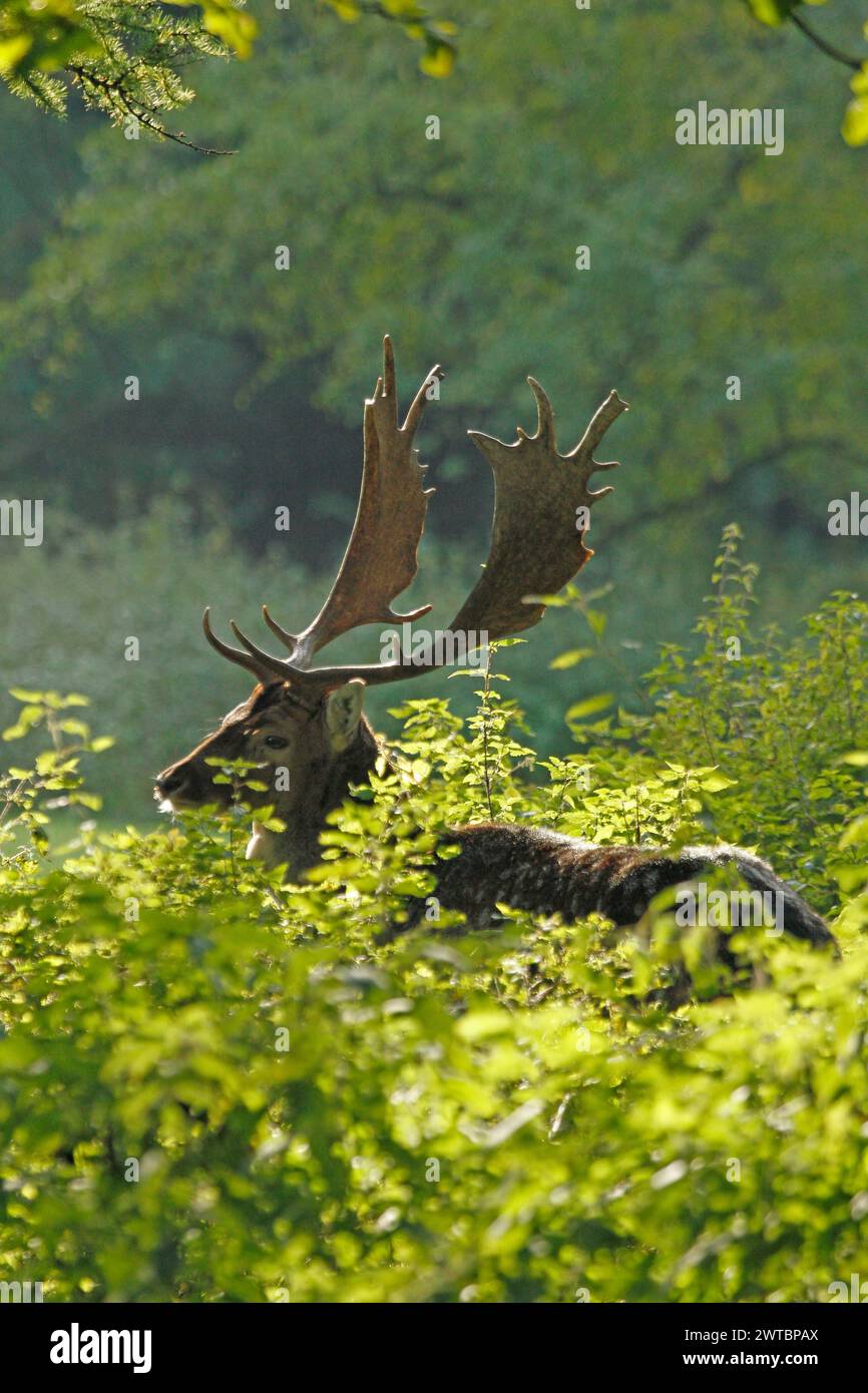 Fallow deer (Dama dama), A stag with impressive antlers rests between ...