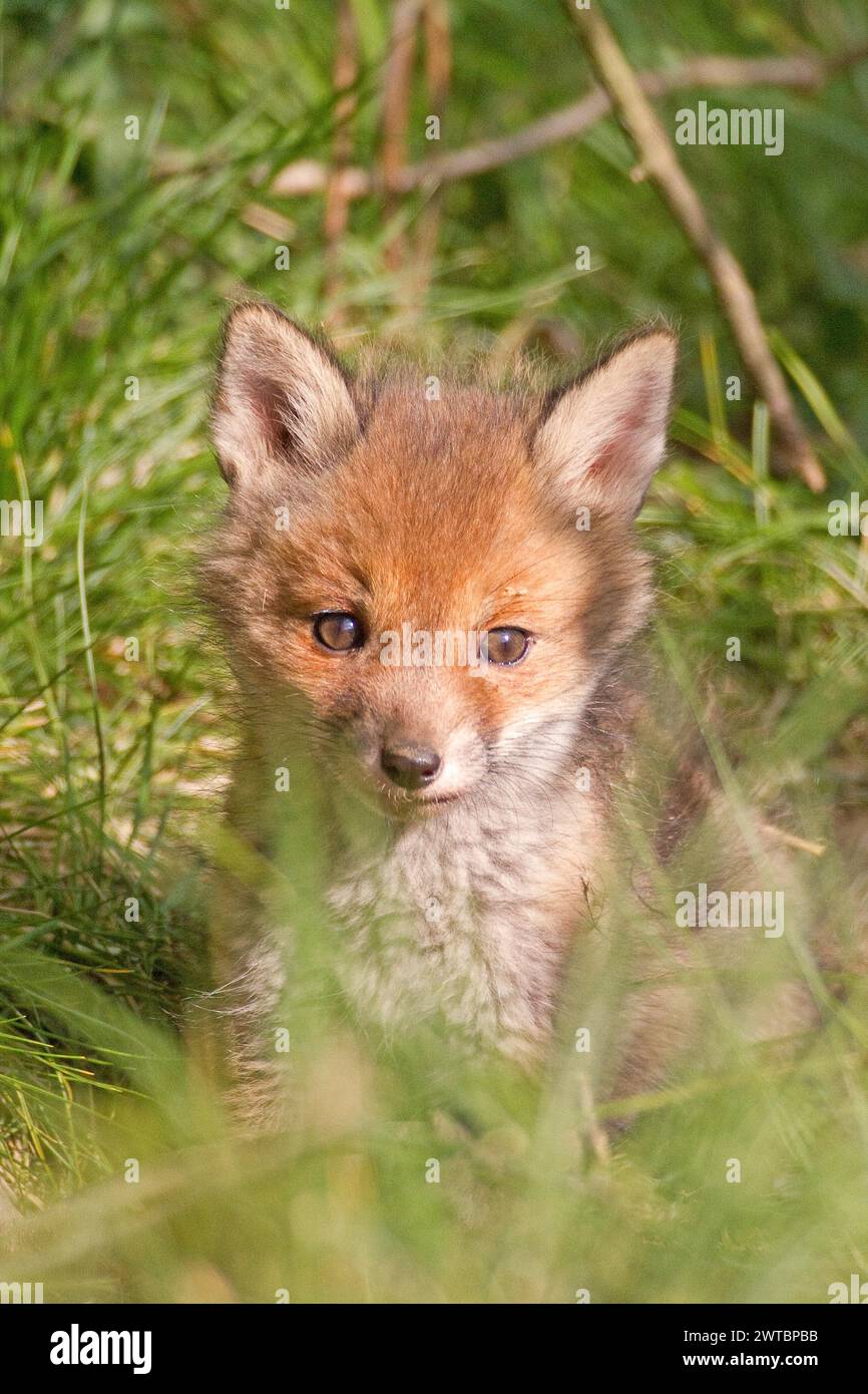 Cautious hi-res stock photography and images - Alamy