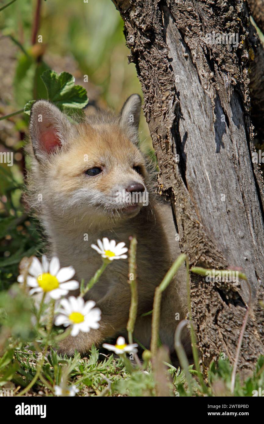 Red fox (Vulpes vulpes), young fox 5 weeks old Stock Photo - Alamy