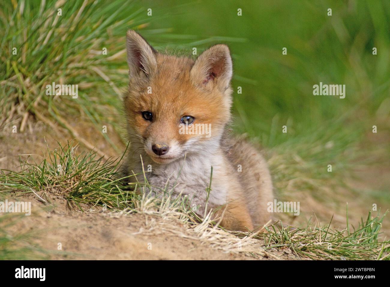 Red fox (Vulpes vulpes), A young fox lies attentively in the green grass Stock Photo - Alamy