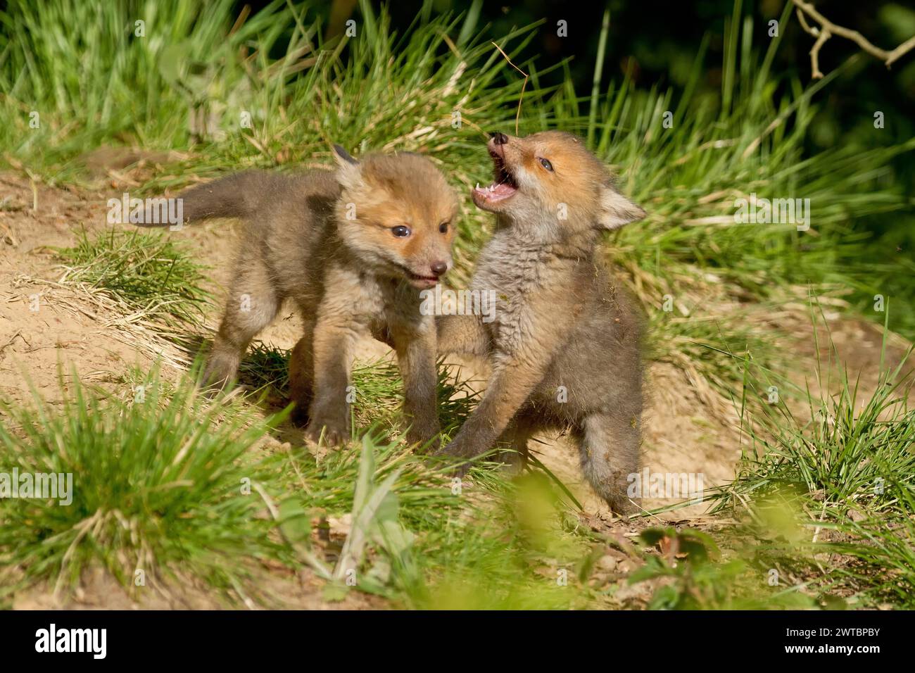 Red fox (Vulpes vulpes), Two young fox cubs play and tussle with each ...