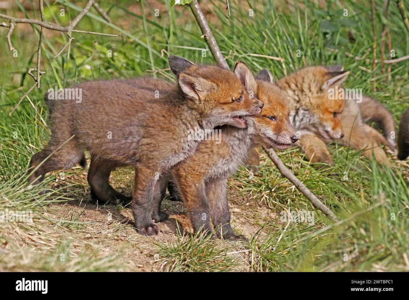 Red fox (Vulpes vulpes), Two young foxes playing and gently biting each ...