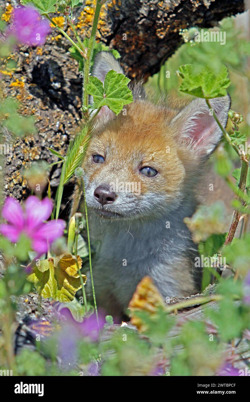 Red fox (Vulpes vulpes), young fox 5 weeks old Stock Photo - Alamy