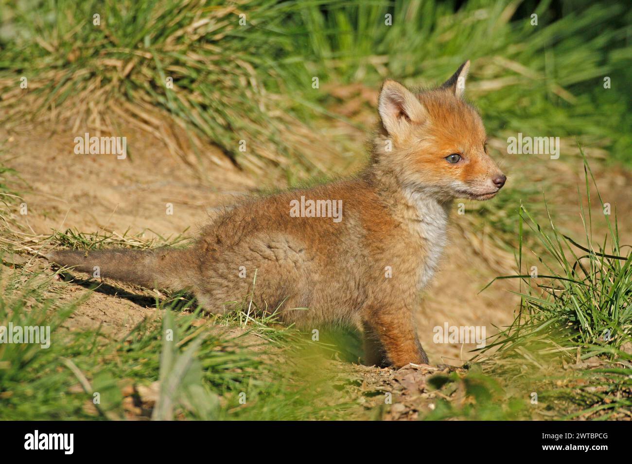 Red fox (Vulpes vulpes), A young fox stands alone in a meadow and looks curious Stock Photo - Alamy