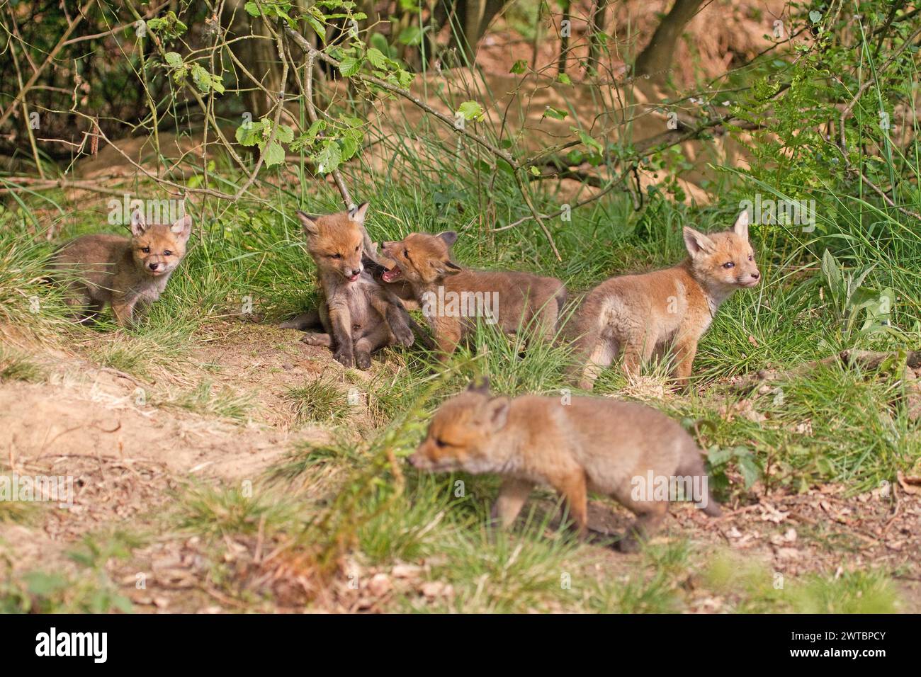 Red foxes group hi-res stock photography and images - Alamy