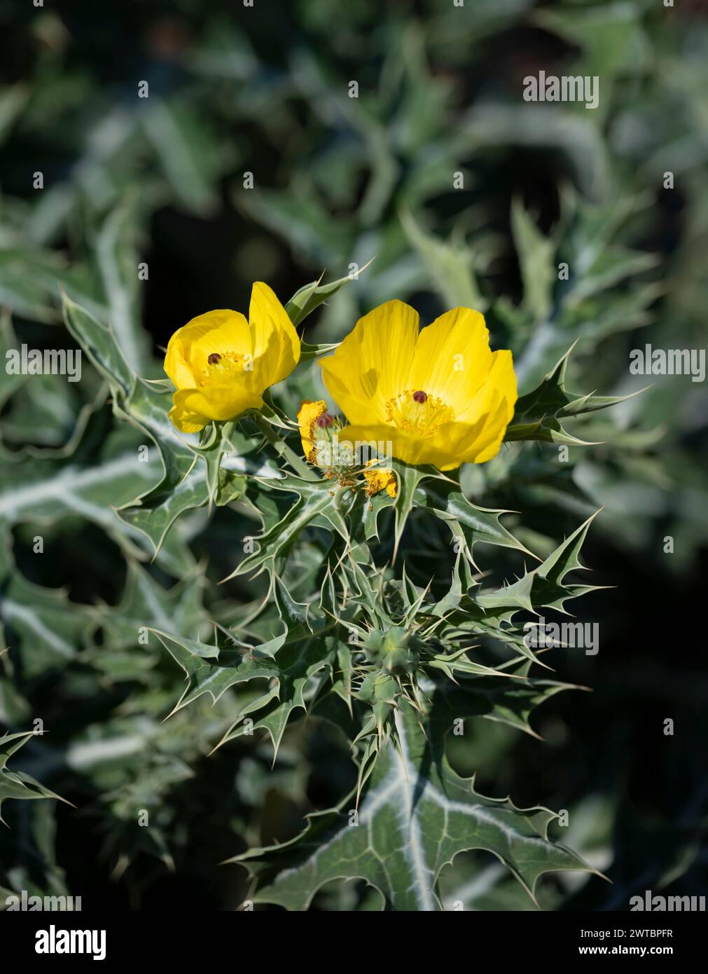 South african national flower hi-res stock photography and images - Alamy