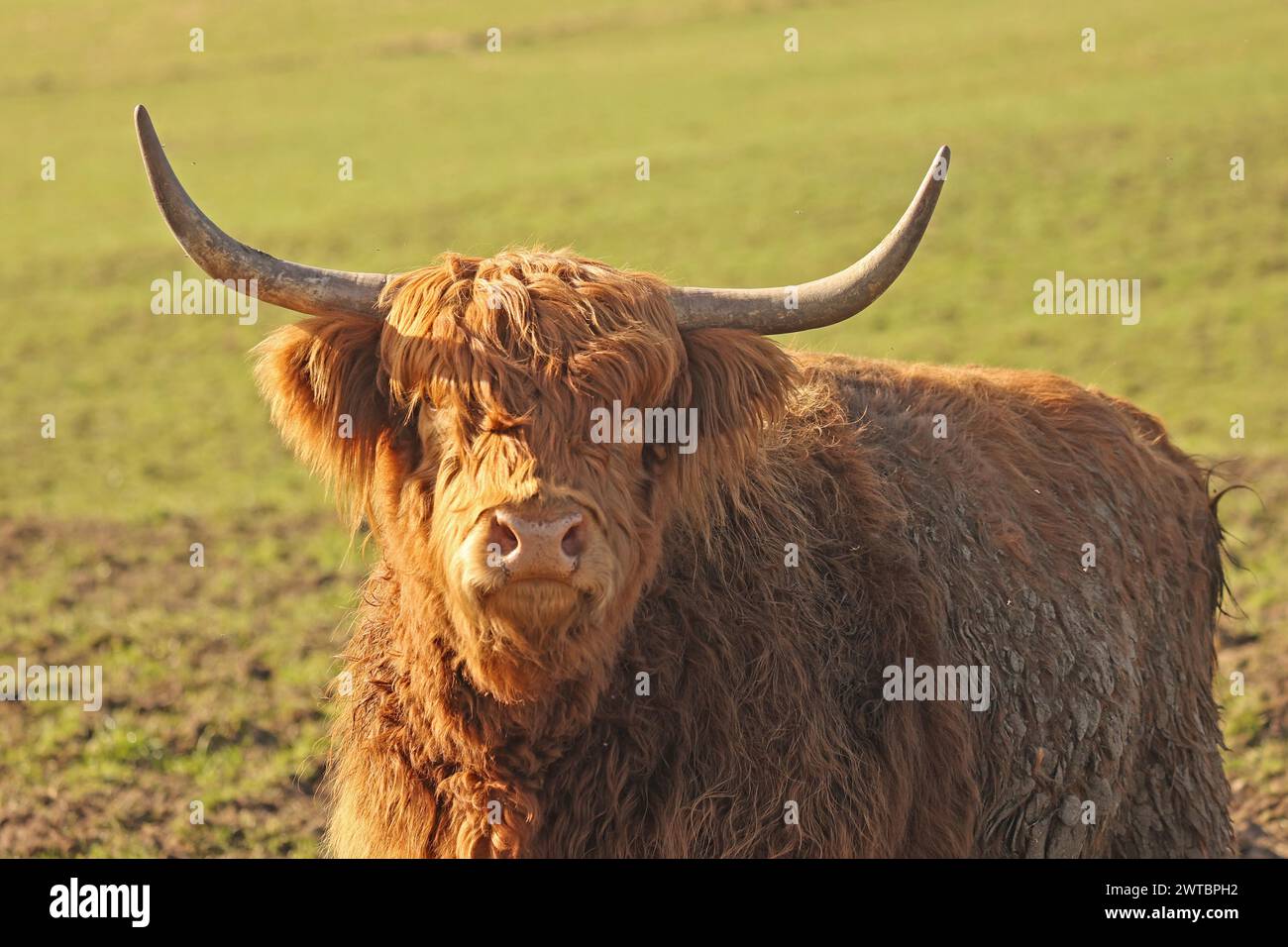 Scottish Highland Cattle, Kyloe, Balve, North Rhine-Westphalia, Germany ...
