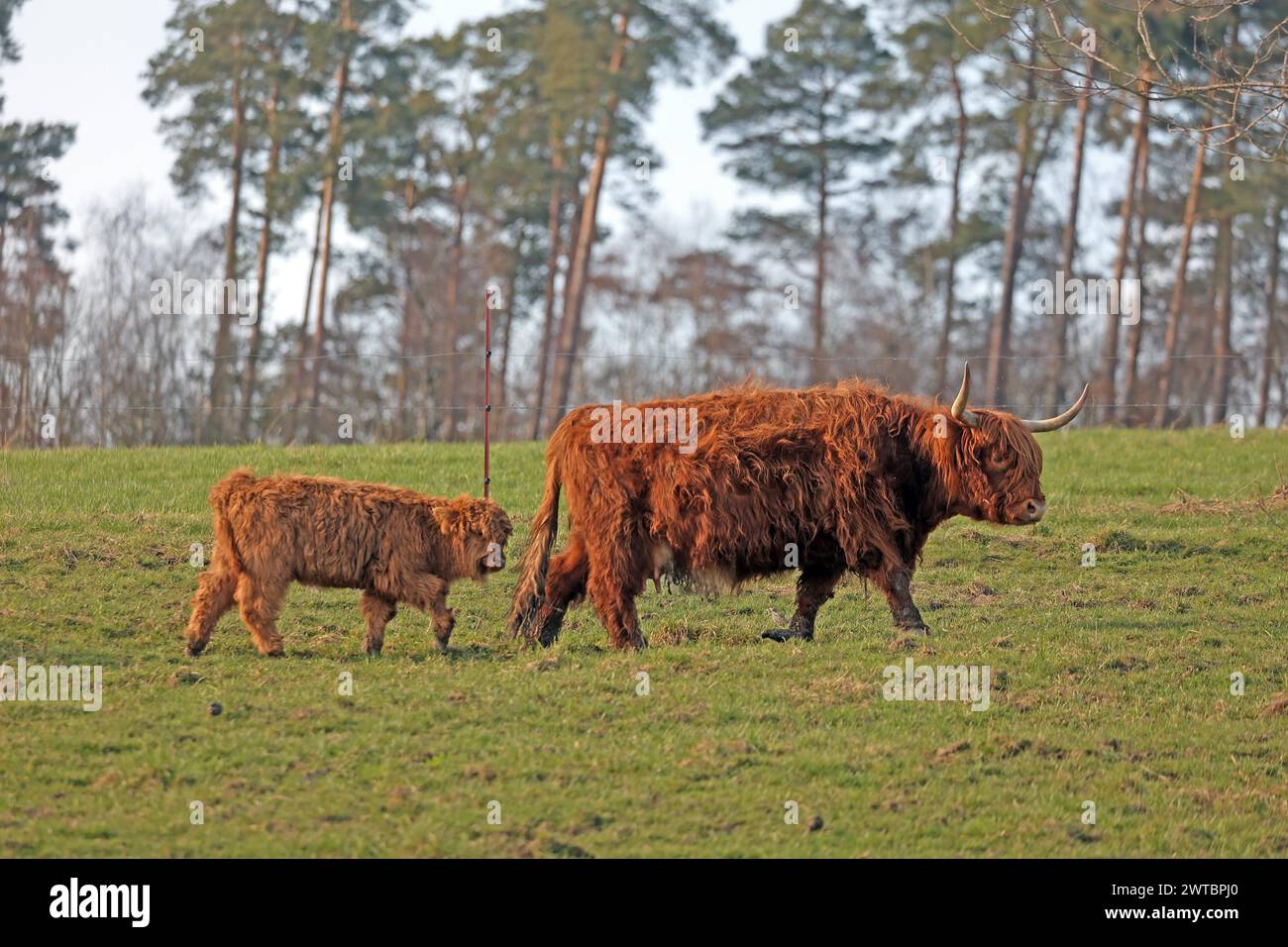 Scottish Highland Cattle, Kyloe, cow with calf, Balve, North Rhine ...