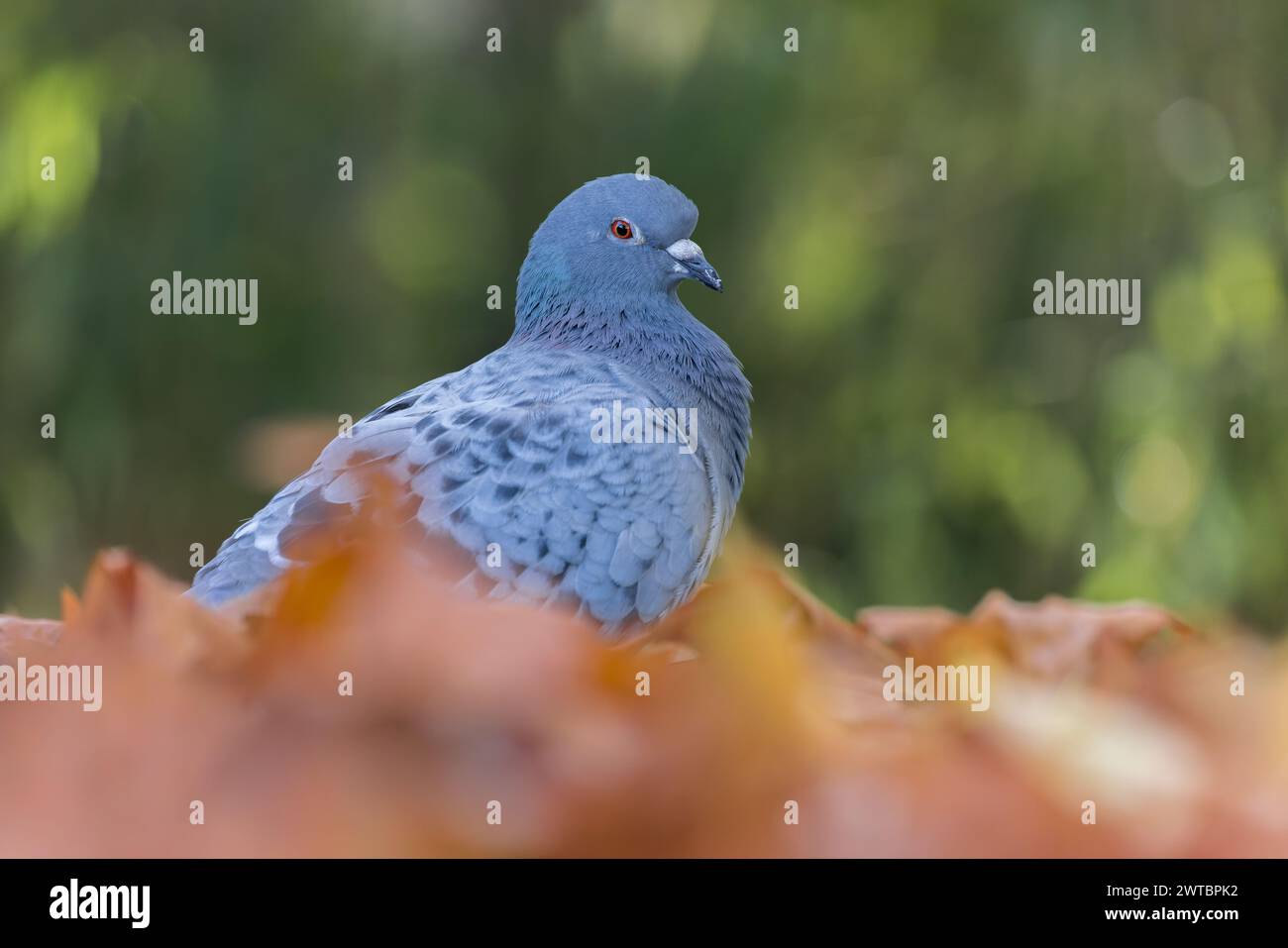Feral Pigeon [ Columba Livia ] also known as Rock dove amongst fallen ...