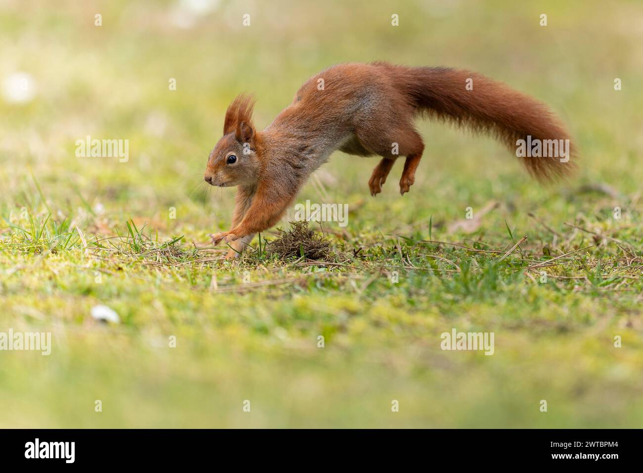 Eurasian red squirrel (Sciurus vulgaris) jumping in a meadow, wildlife ...