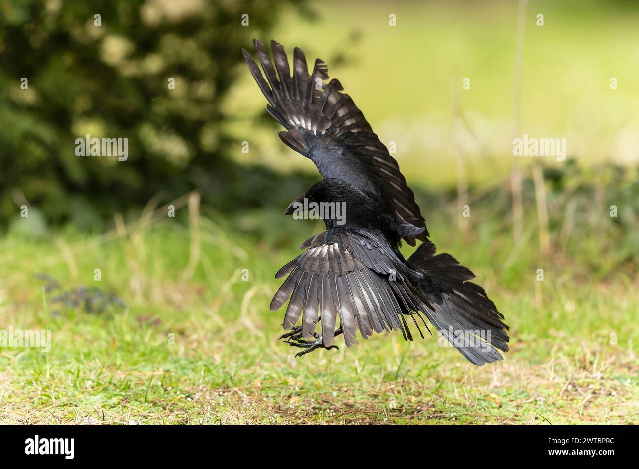 Carrion crow (Corvus corone) in flight, wildlife, Germany Stock Photo ...