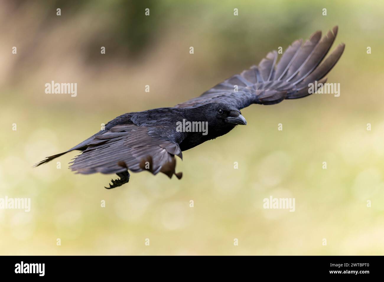 Carrion crow (Corvus corone) in flight, wildlife, Germany Stock Photo ...