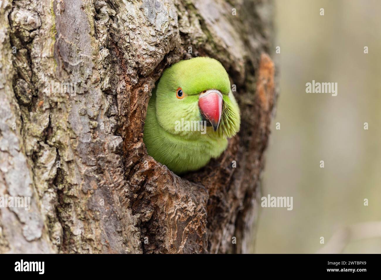 Rose-ringed parakeet (Psittacula krameri) looking out of its breeding ...
