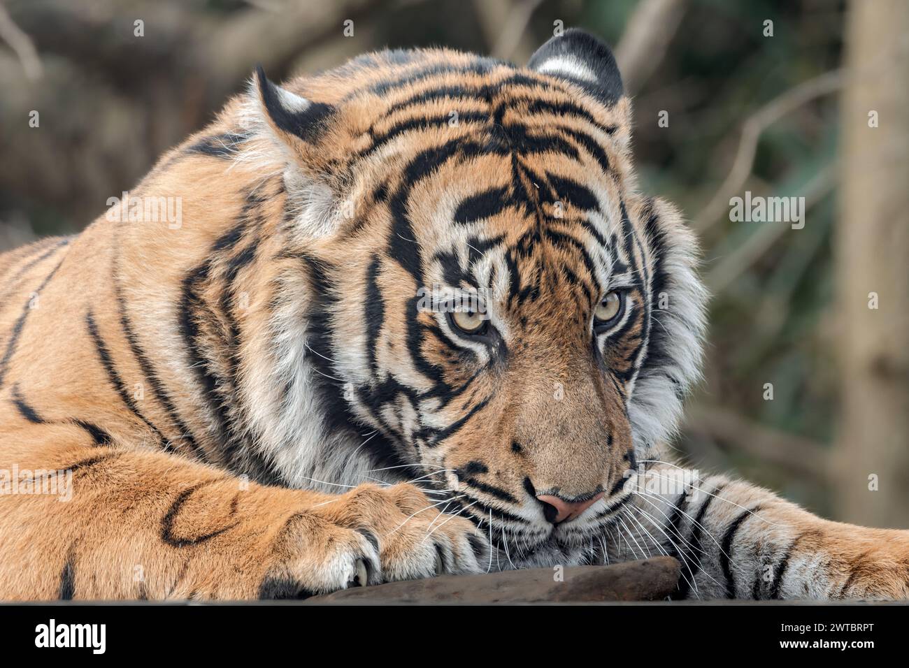 A tiger lounging on a rock, eyes open, paws outstretched Stock Photo ...