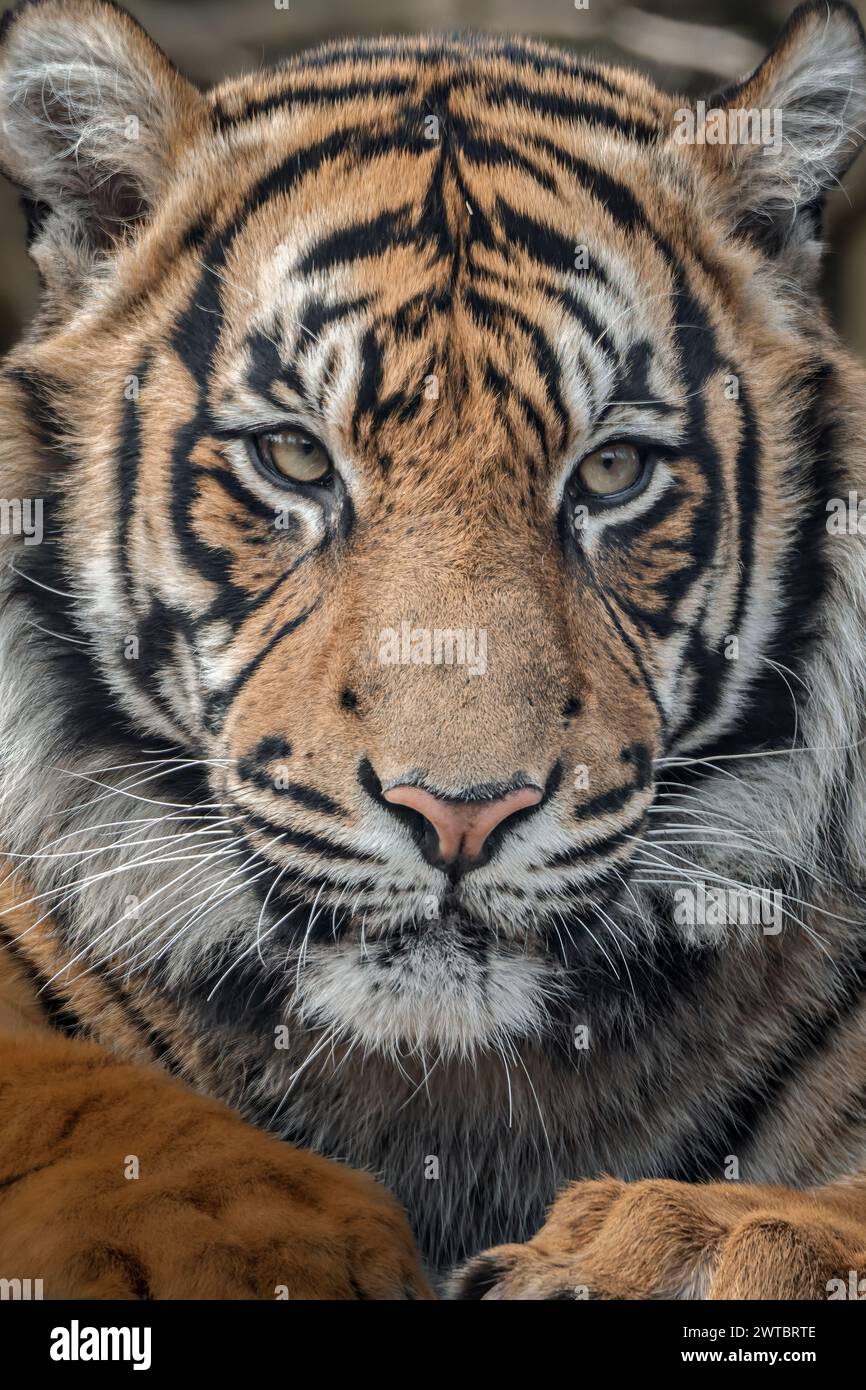 A tiger lounging on a rock, eyes open, paws outstretched Stock Photo ...