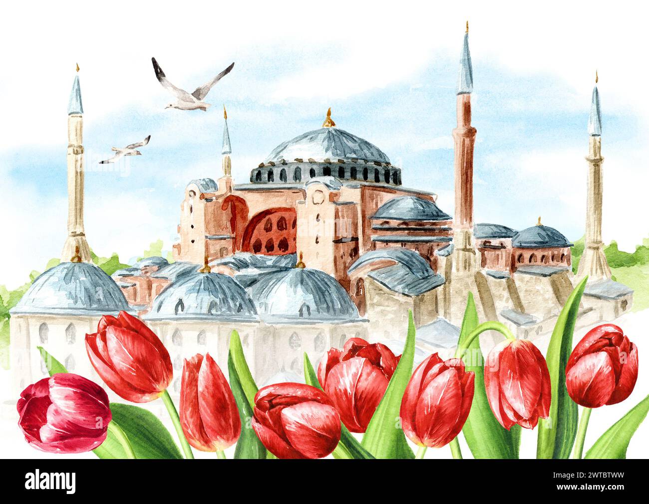 Hagia Sophia mosque with tulip flowers, symbol of Istanbul, Turkey ...