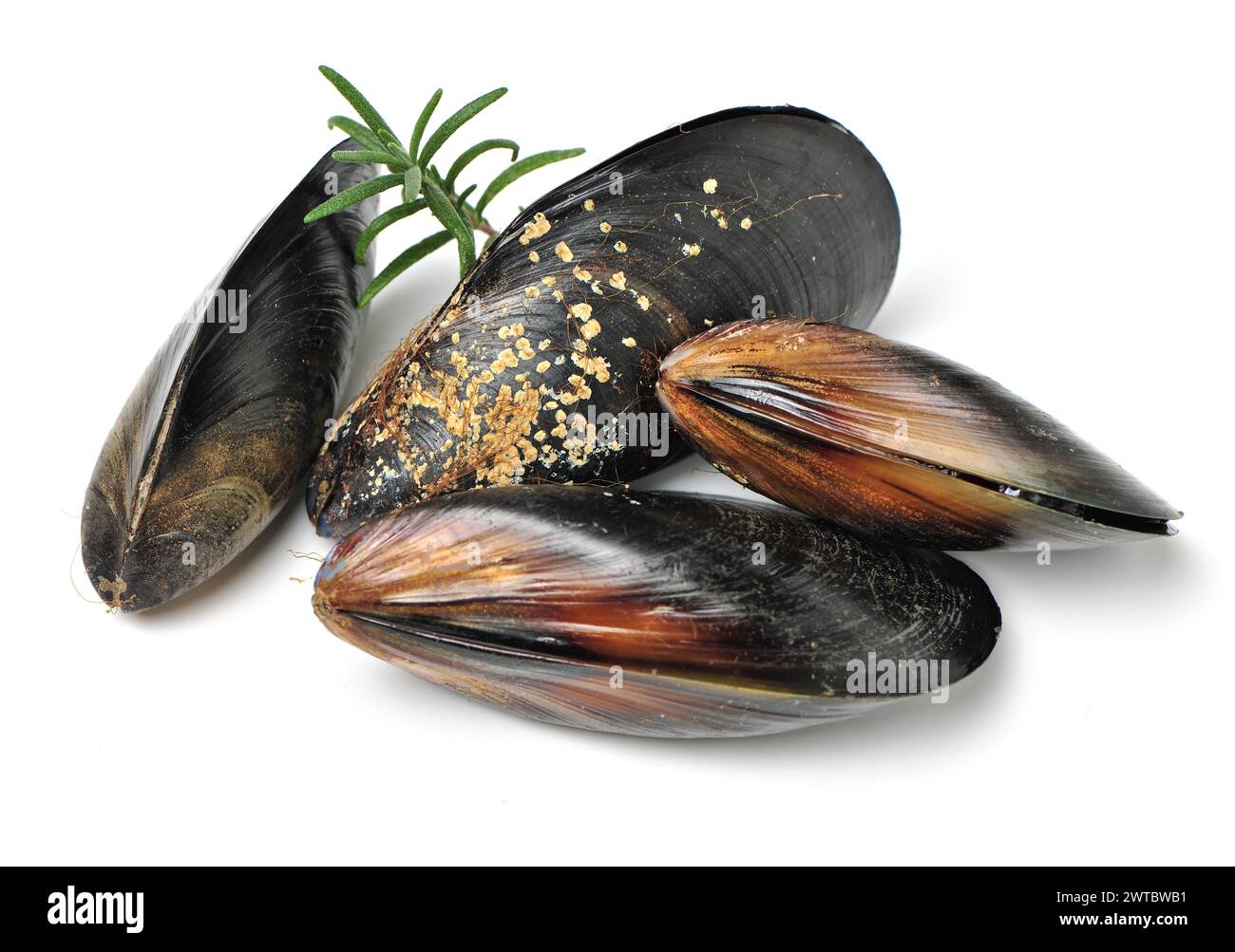 Fresh mussel on white background Stock Photo - Alamy