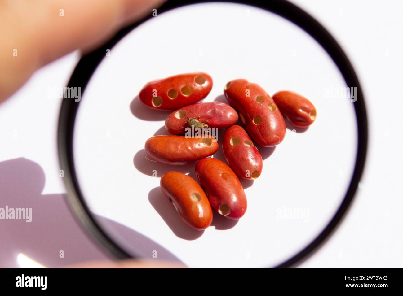 Discover magnify hi-res stock photography and images - Alamy