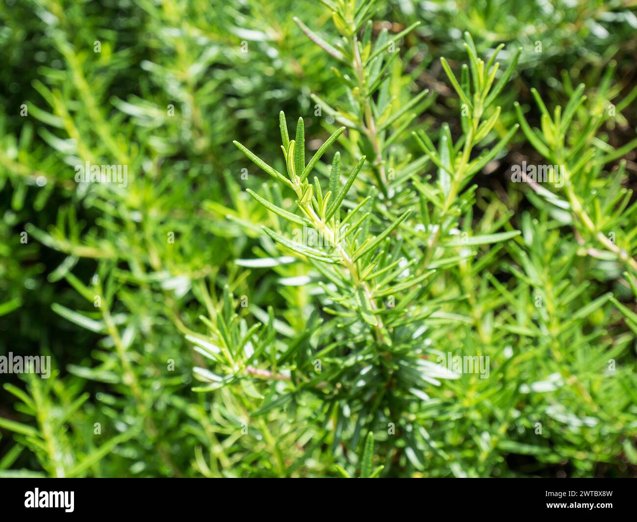Fresh rosemary organic herb grow outdoor close up at rosemary leaves ...