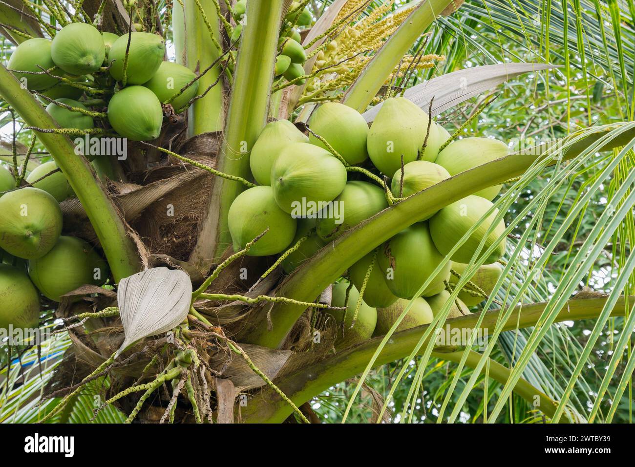 Fresh Coconut cluster on coconut tree Stock Photo - Alamy