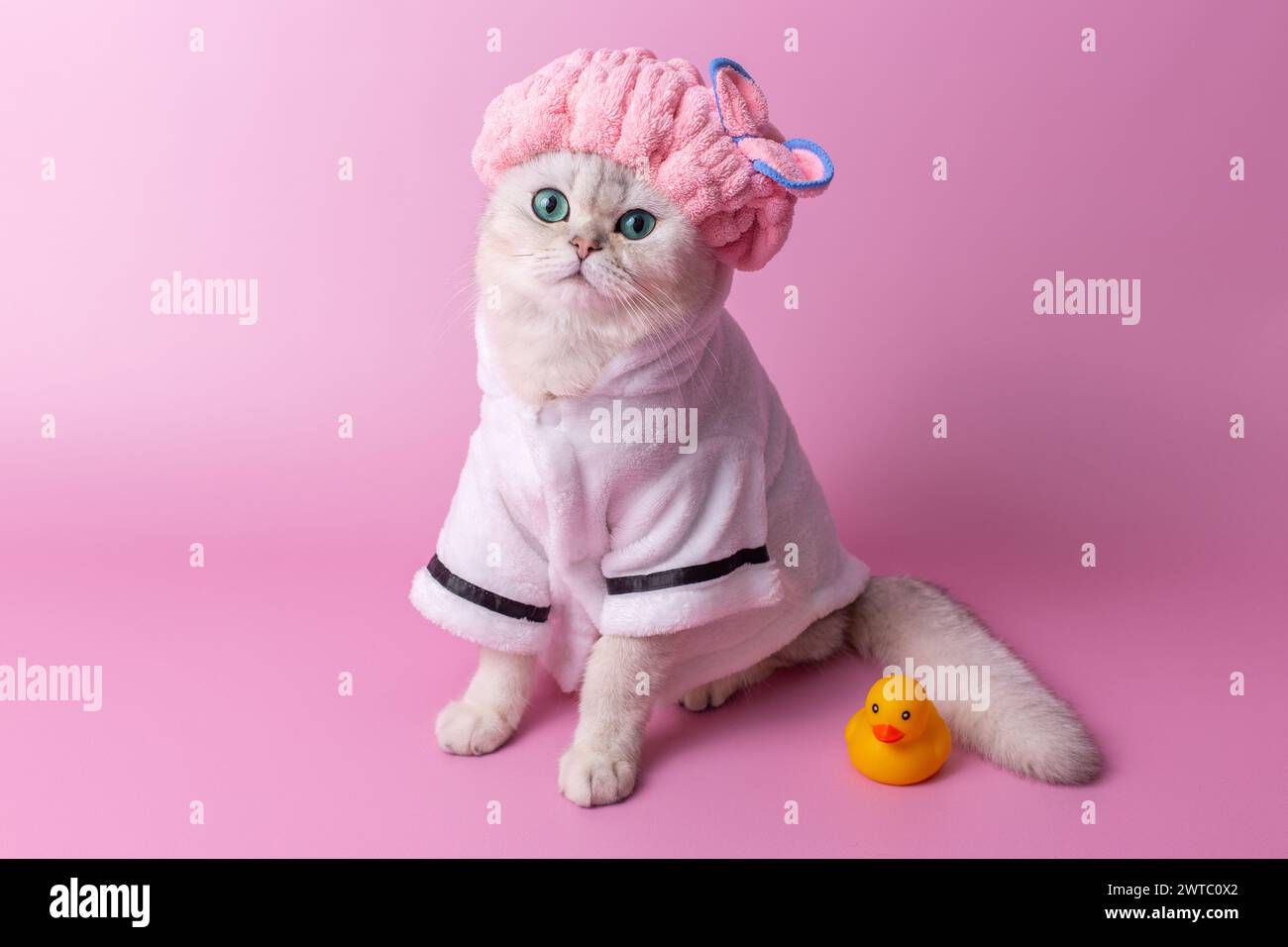 Cute white cat in pink shower cap in a white bathrobe, on a pink ...
