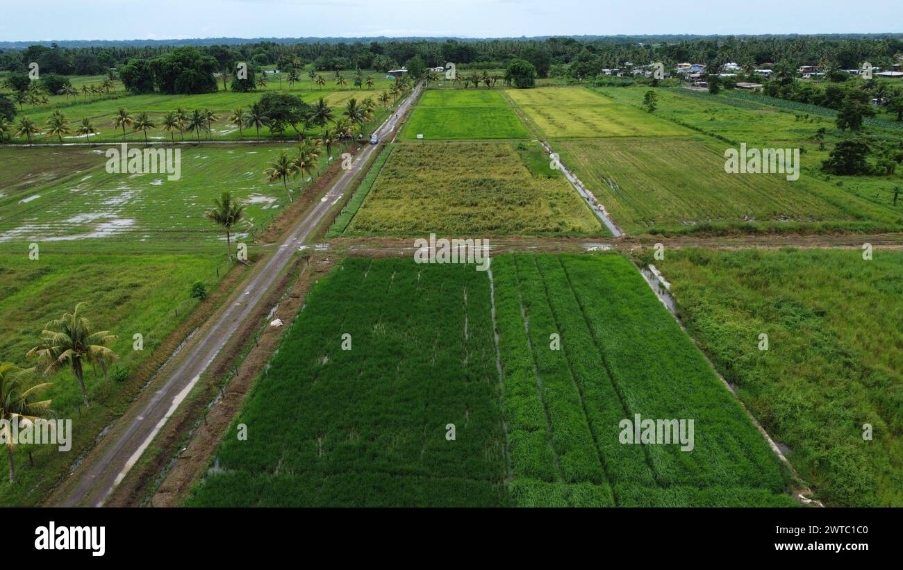 Suva, Fiji. 13th Mar, 2024. An aerial drone photo shows rice fields in ...