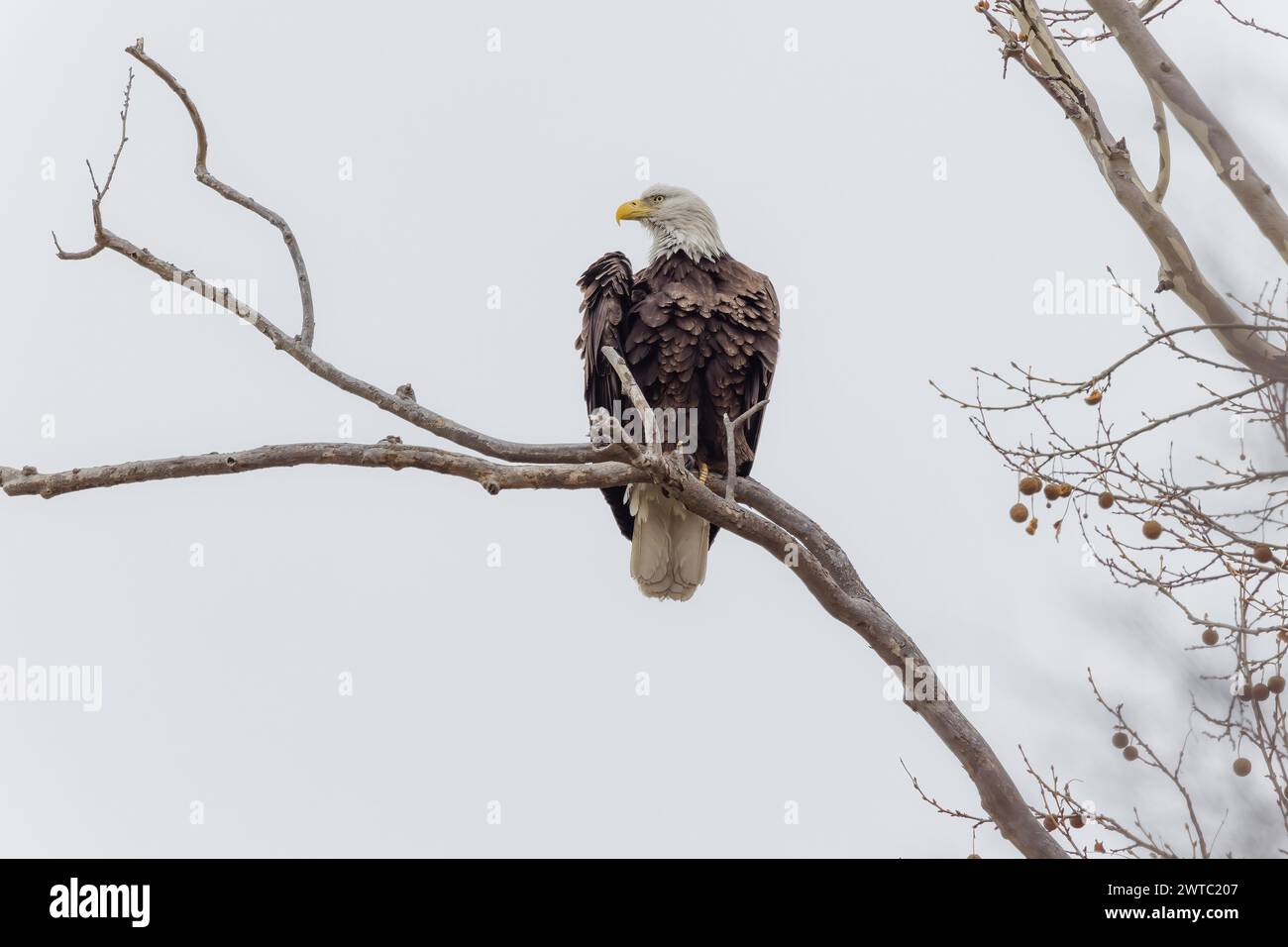 Majestic bald eagle perched in tree alongside branches Stock Photo - Alamy