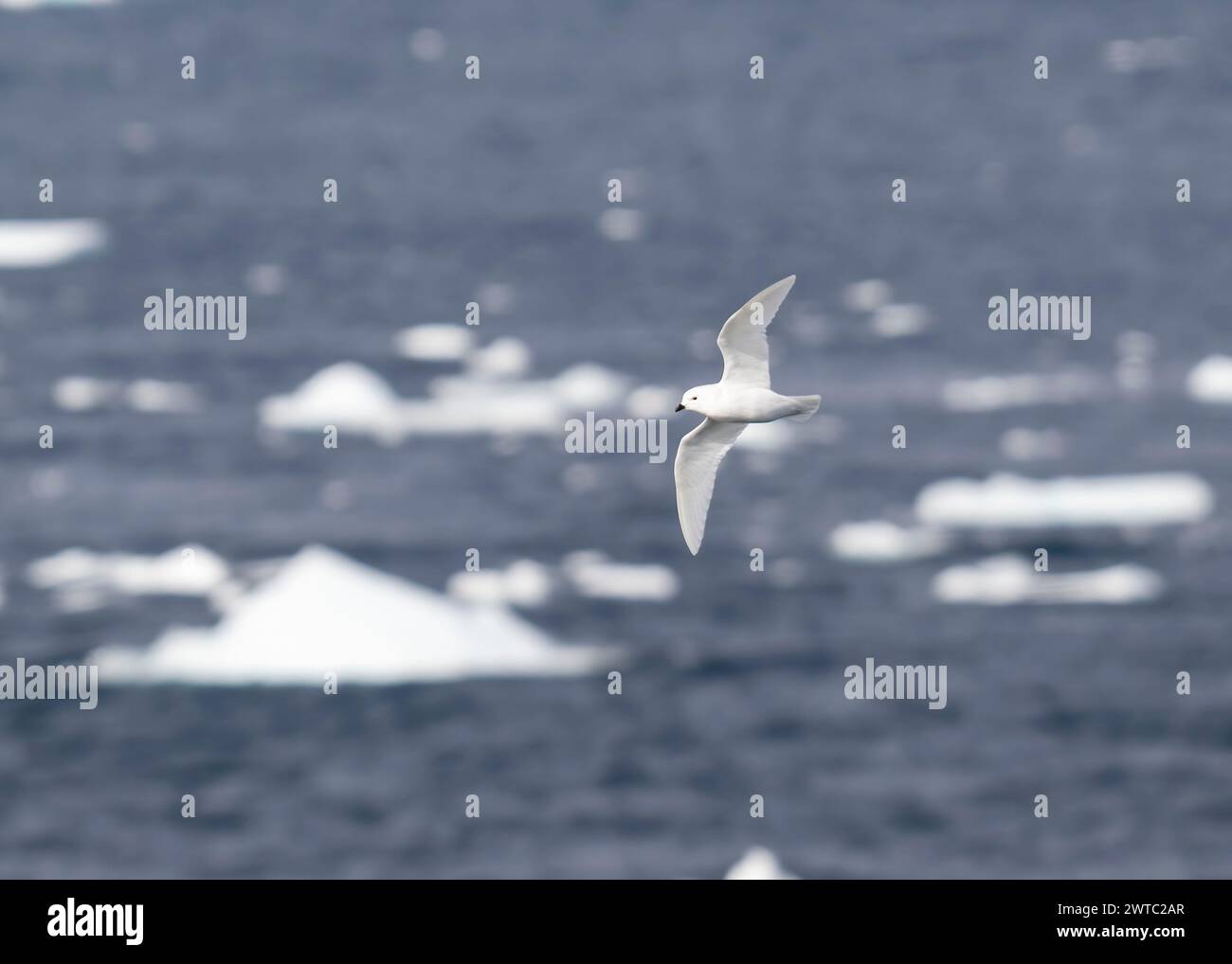 Petrel Snow (Pagodroma nivea), in flight, Anvers Island, Antarctic ...
