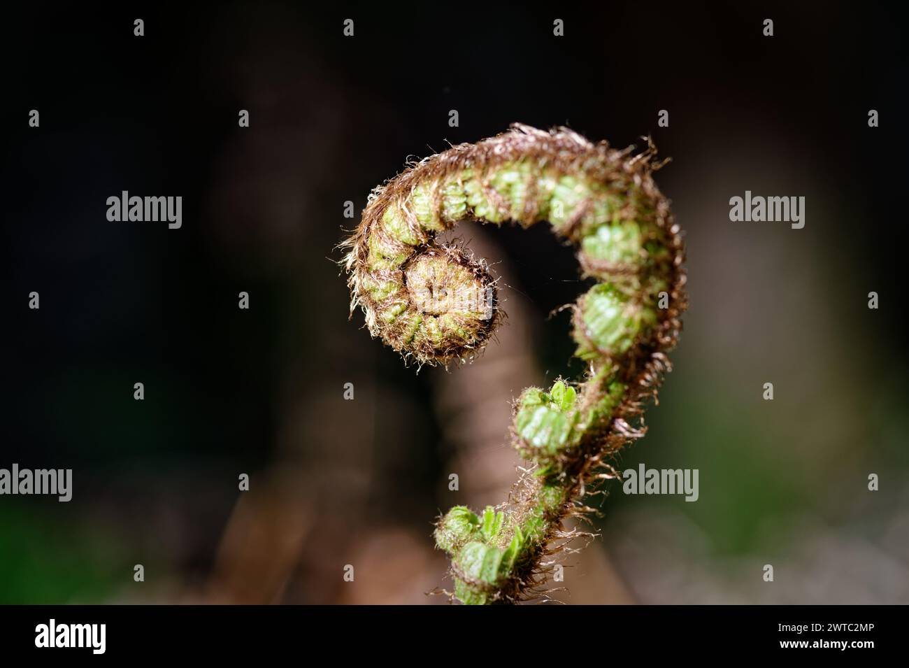 Fern sprout in unique fiddle shape amidst leaves Stock Photo - Alamy