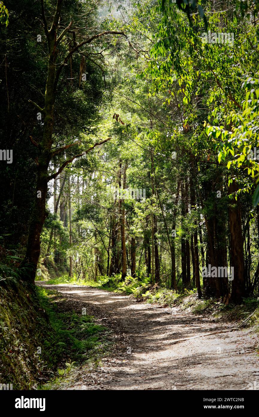 Forest path with trees canopy overhead Stock Photo - Alamy