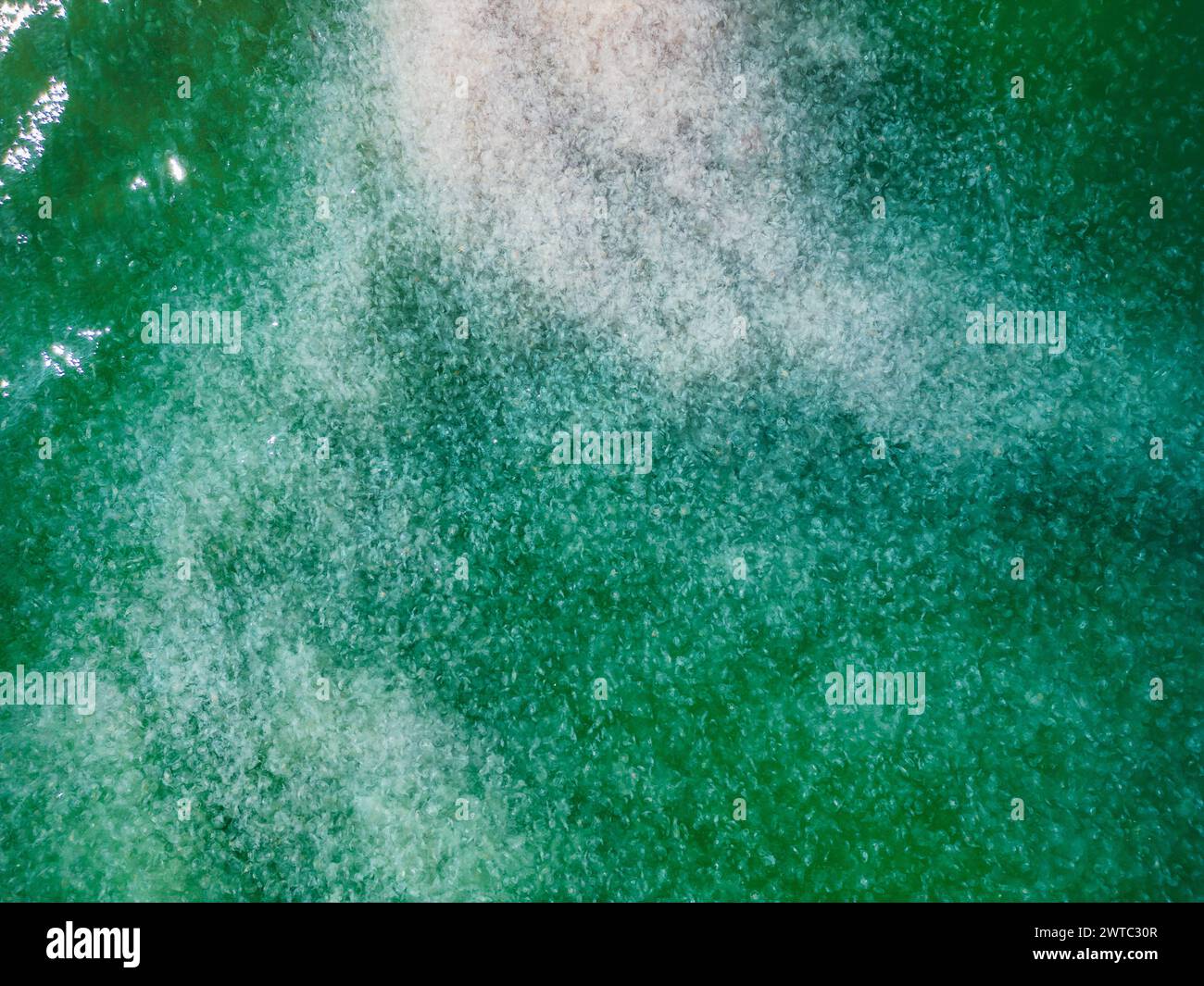 Drone view at Huge flock of jellyfish teeming in the green water of ...