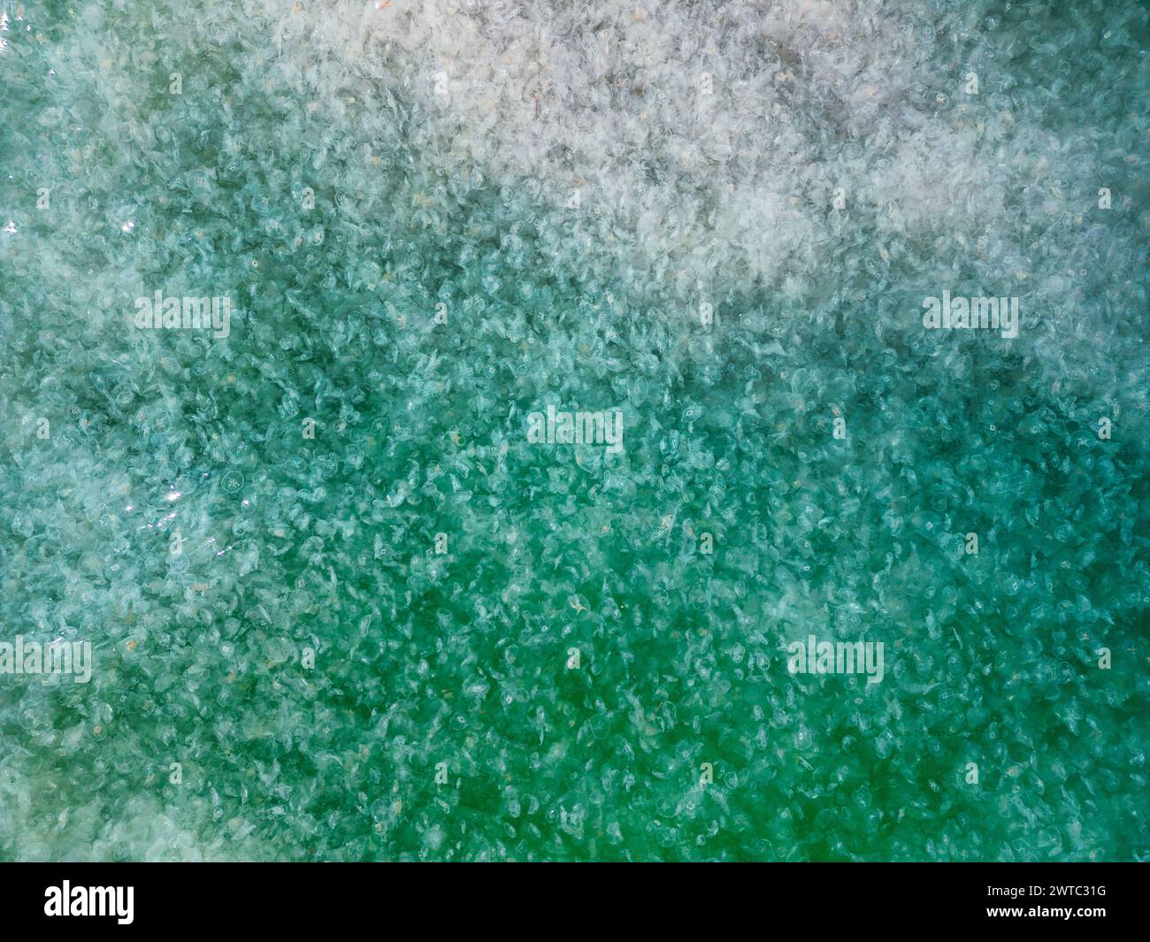 Drone view at Huge flock of jellyfish teeming in the green water of ...